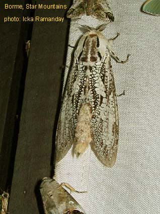 Papua Insects Foundation (Lepidoptera/Cossidae/Trismelasmos cinerosa)